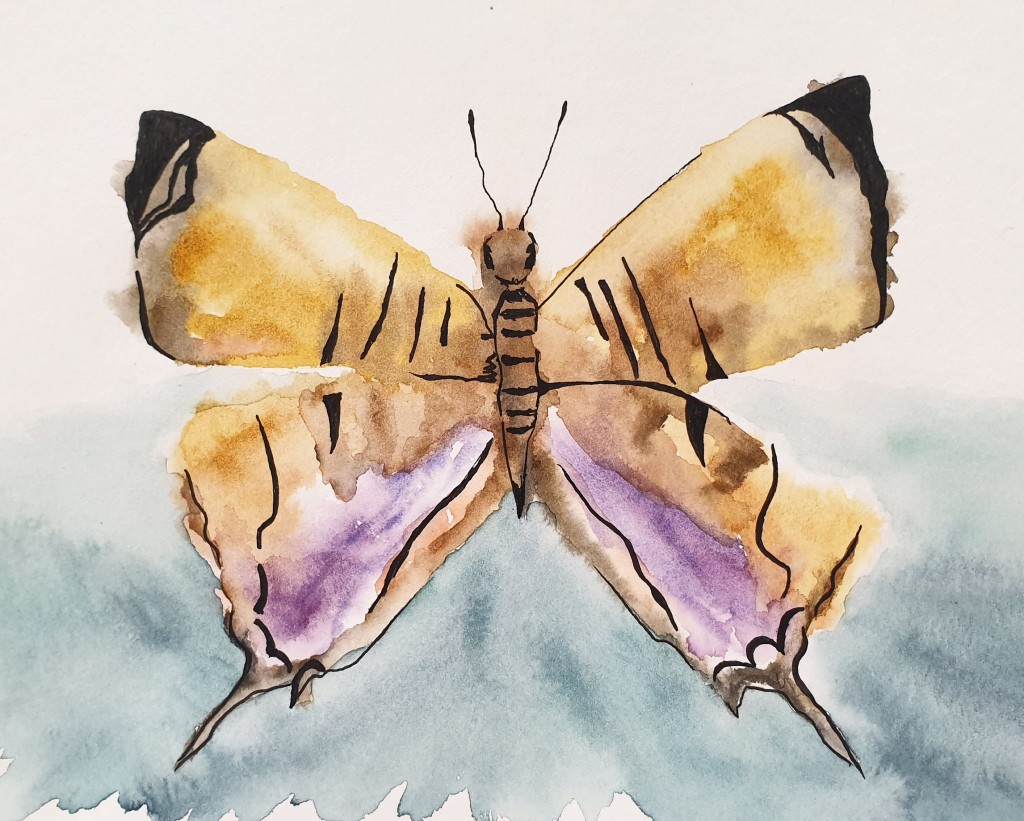 Marcella Daggerwing drawing by Rubina | Doodle Addicts