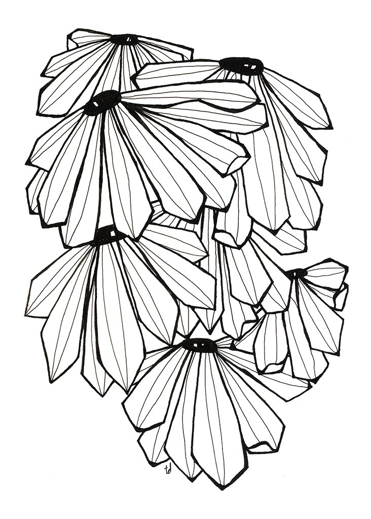 Coneflower drawing by Tonya Doughty | Doodle Addicts