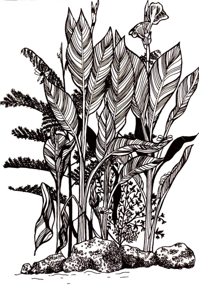 Water plant study drawing by Ashima Bawa | Doodle Addicts