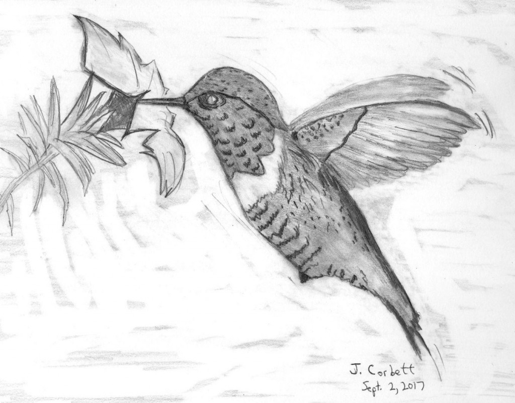 Pencil Drawings Of Hummingbirds