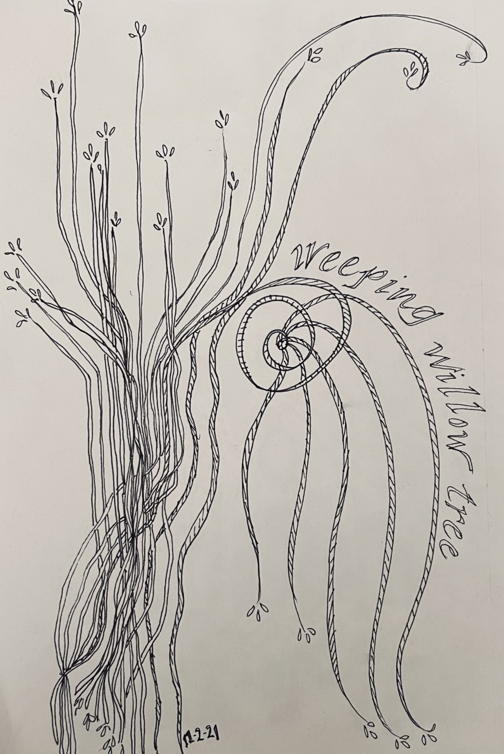 Weeping Willow Tree Drawing
