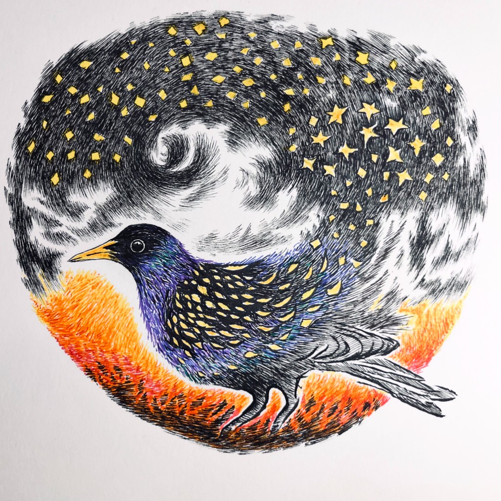 Starling drawing by Kimmo Oja | Doodle Addicts