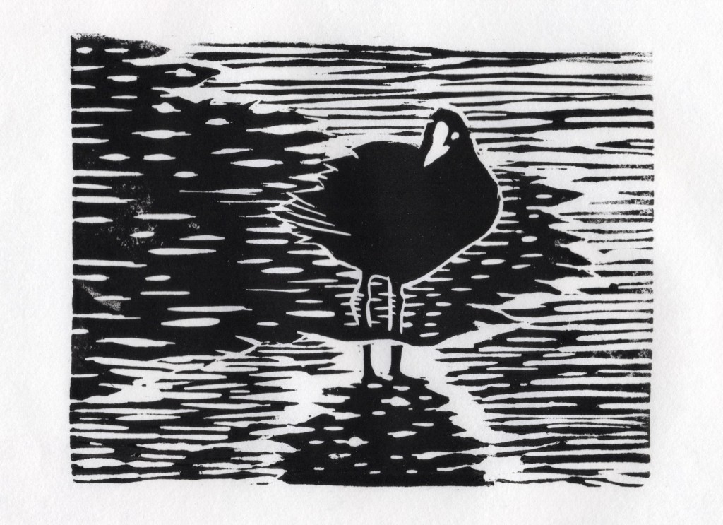 Eurasian Coot / linocut drawing by Kimmo Oja | Doodle Addicts