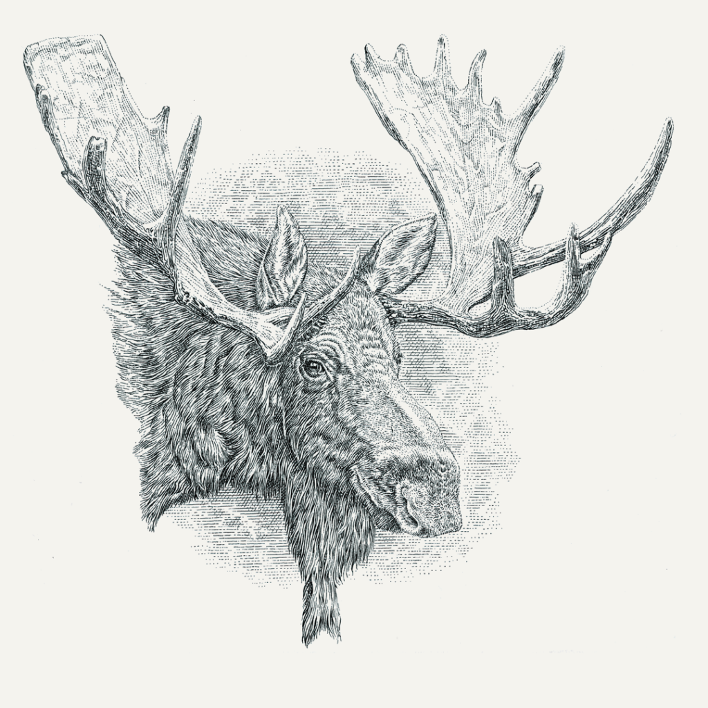 Bull Moose drawing by Leib Chigrin | Doodle Addicts