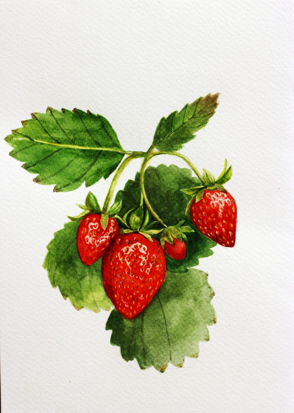 watercolor strawberries drawing by Eliza | Doodle Addicts