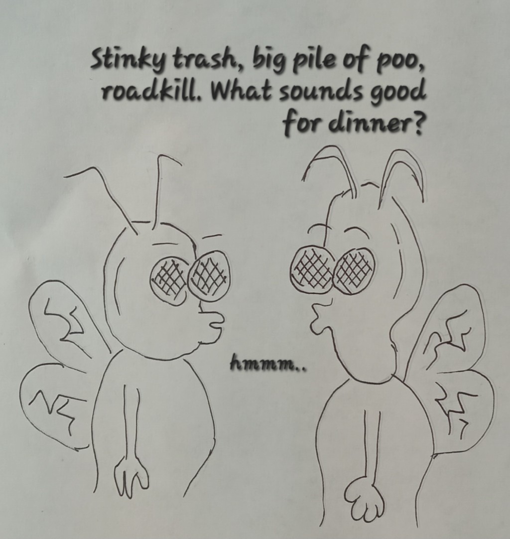 Fly choice drawing by Robert Falagrady | Doodle Addicts