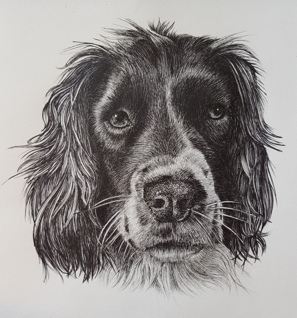 Springer drawing by Julia Hill | Doodle Addicts