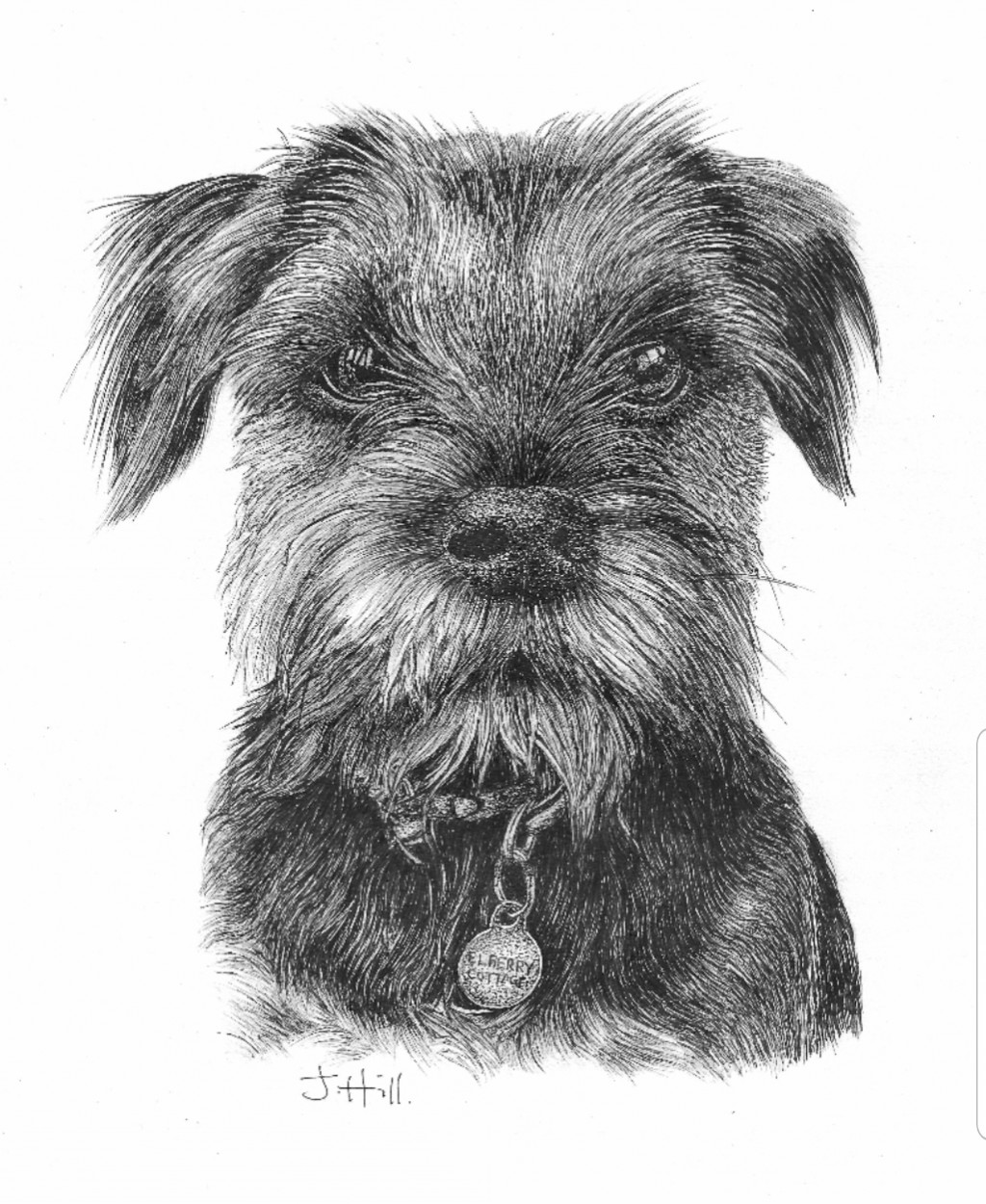Border Terrier drawing by Julia Hill | Doodle Addicts