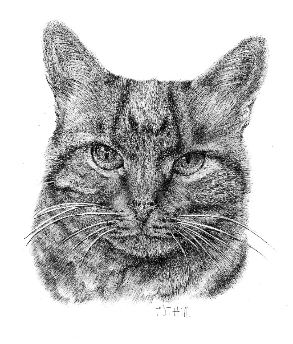 Twinkle drawing by Julia Hill | Doodle Addicts