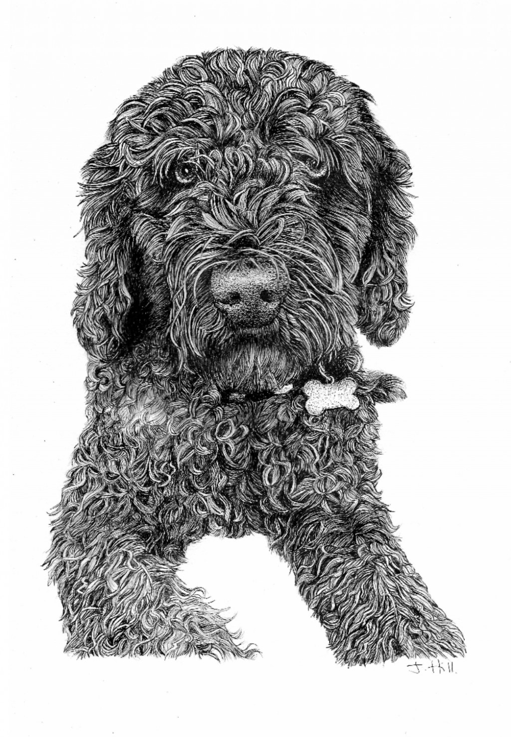Spanish water Dog drawing by Julia Hill | Doodle Addicts