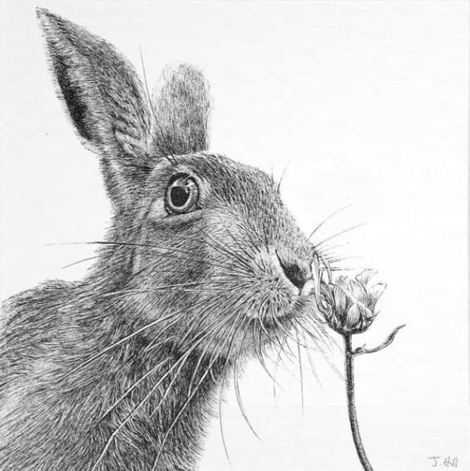 Hare & Daisy drawing by Julia Hill | Doodle Addicts