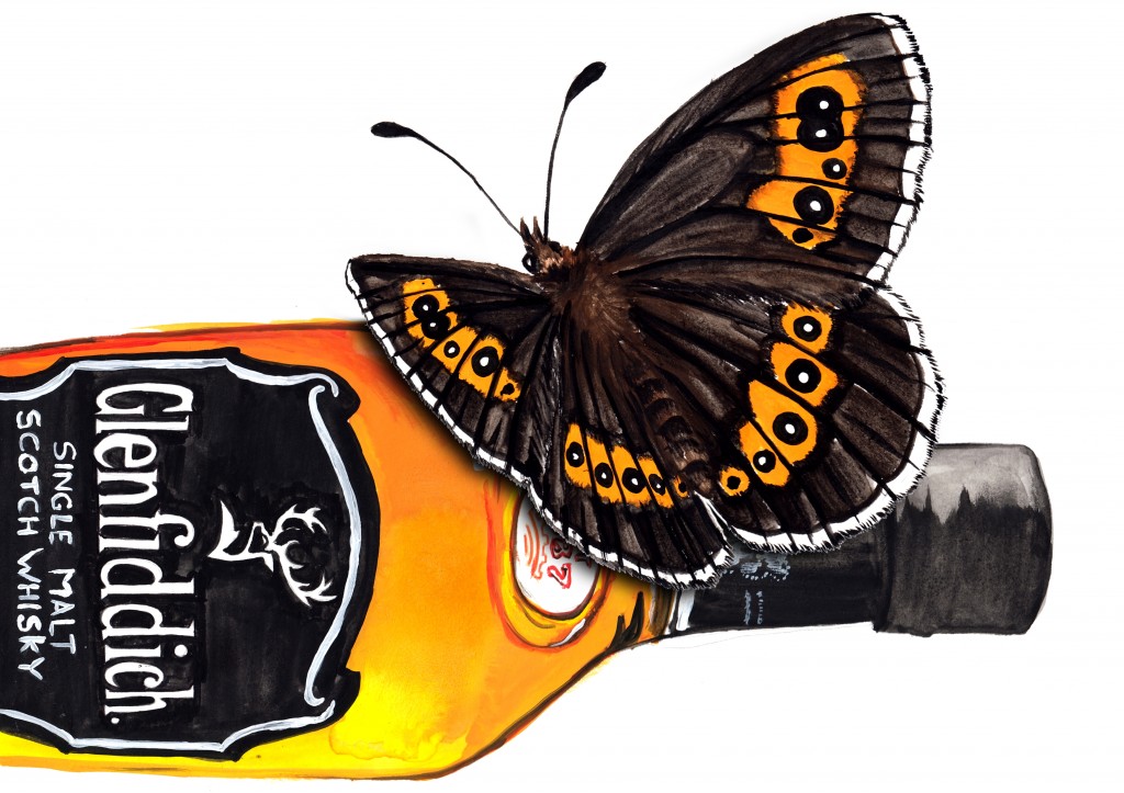 The Scotch Angus drawing by Jo Arnell | Doodle Addicts