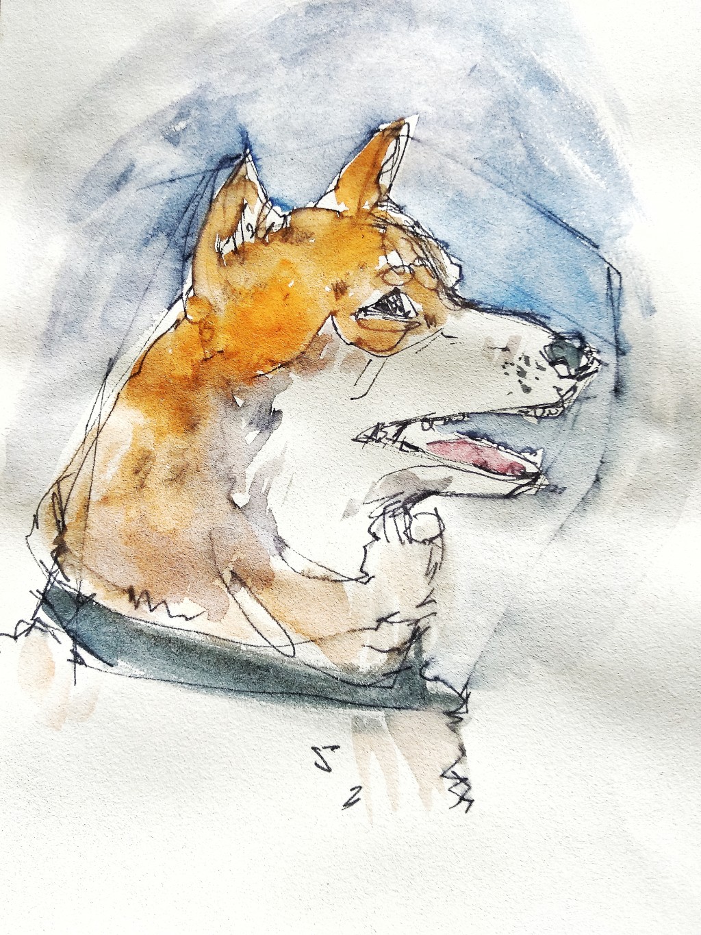 Shiba drawing by Ewa | Doodle Addicts