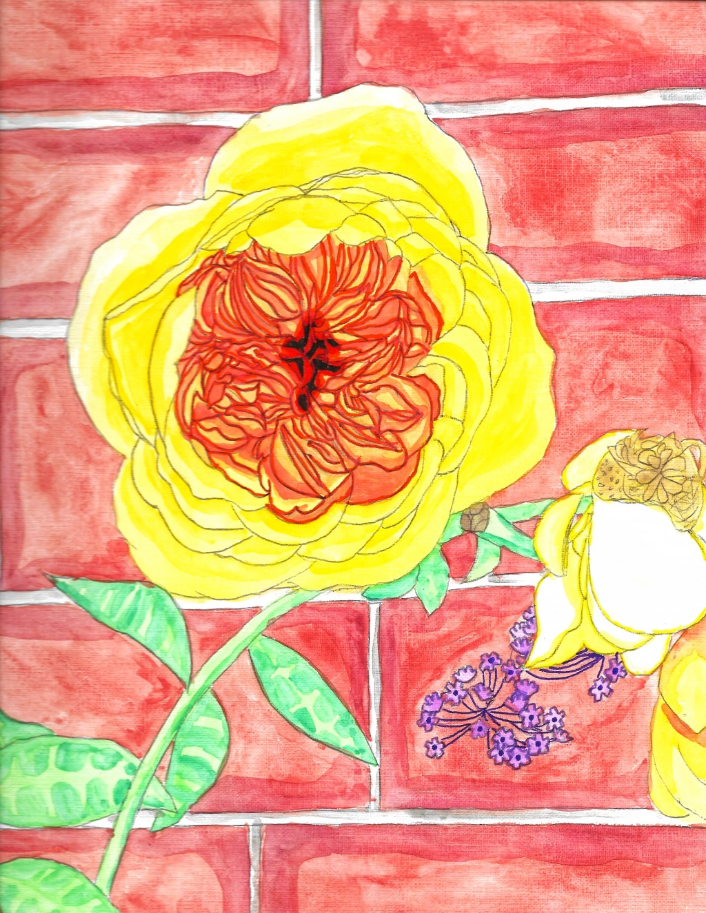 Reid Hall Rose Watercolor drawing by Olivia Hathaway | Doodle Addicts