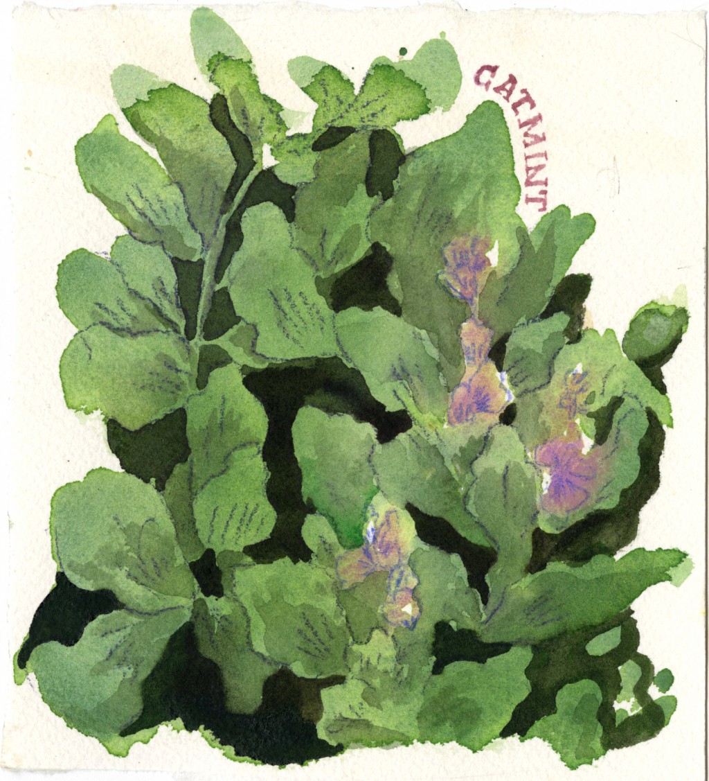 Catmint. drawing by Sabina Hahn | Doodle Addicts