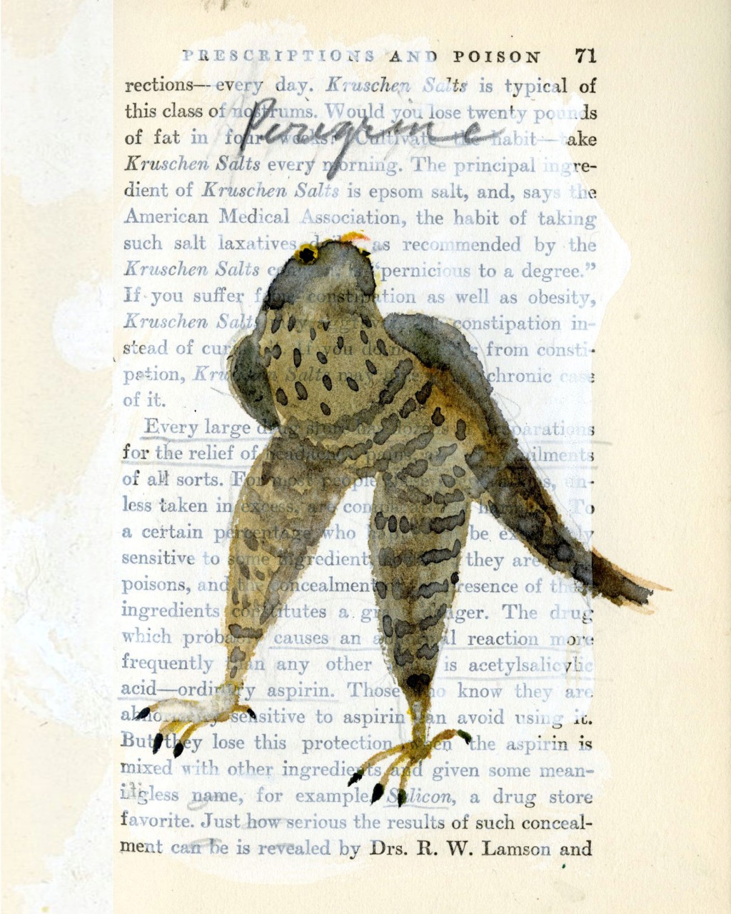 Peregrine drawing by Sabina Hahn | Doodle Addicts