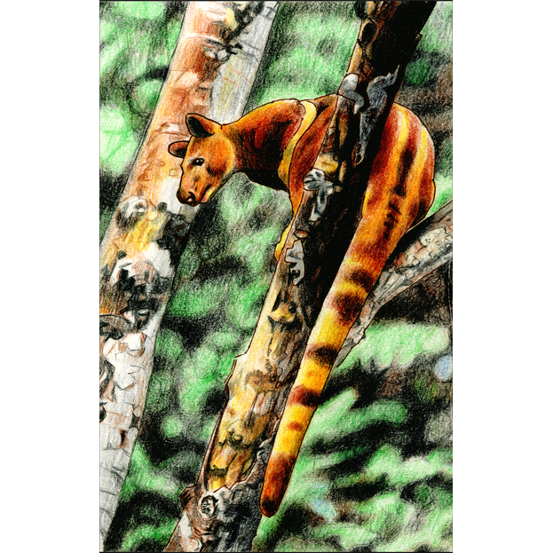 Tree Kangaroo drawing by Jean-Luc Bernard | Doodle Addicts