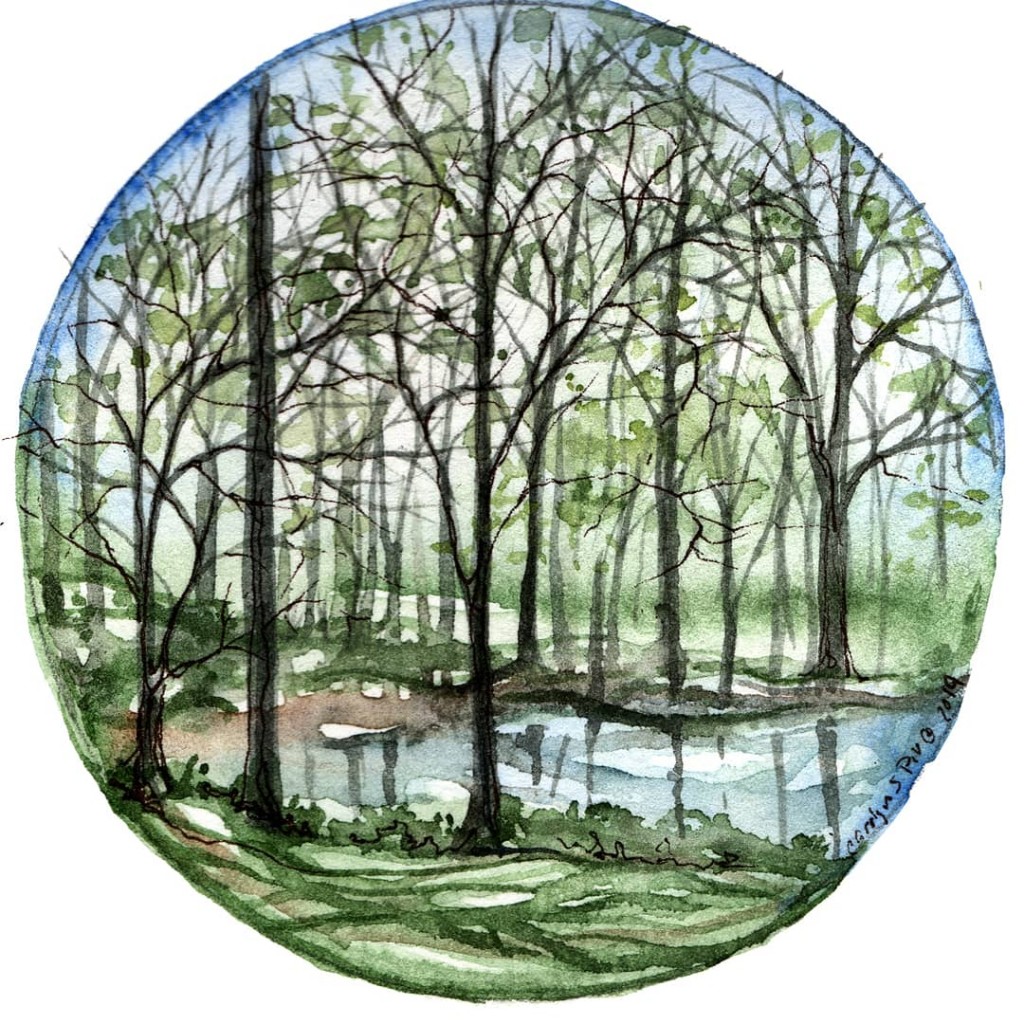 Vernal Pool drawing by Carolyn S. Pio | Doodle Addicts
