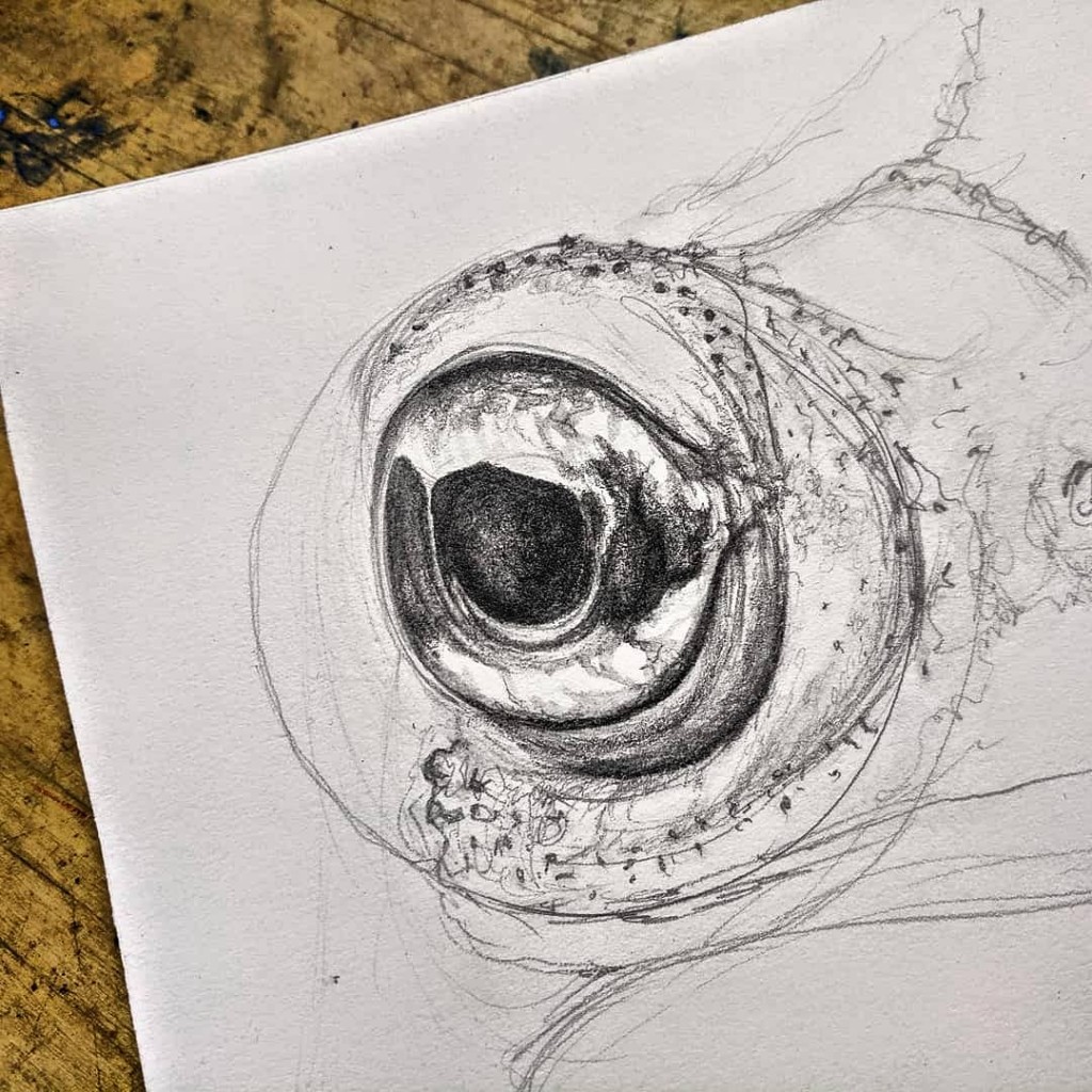 Eye of Newt ...frontal view drawing by Carolyn S. Pio | Doodle Addicts