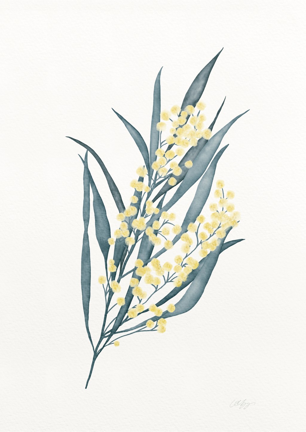 Wattle drawing by Laura Young | Doodle Addicts