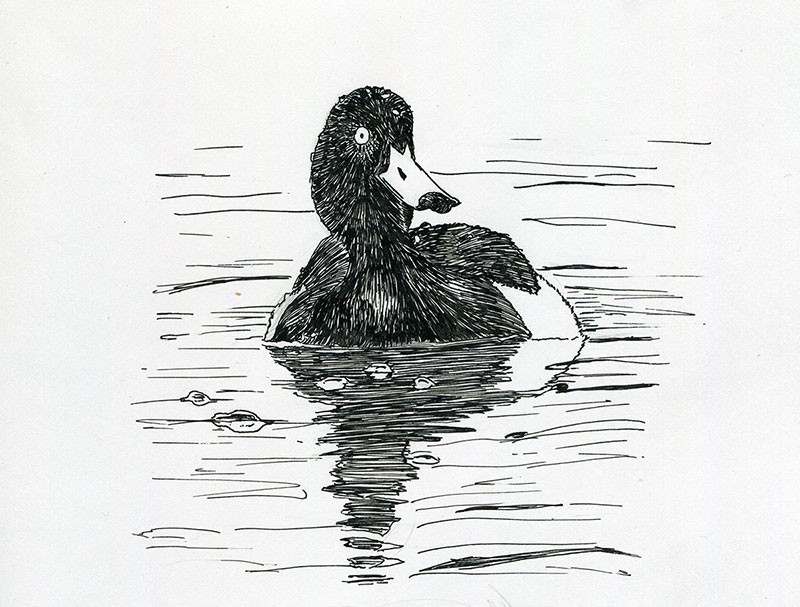 Quack drawing by Wouter | Doodle Addicts