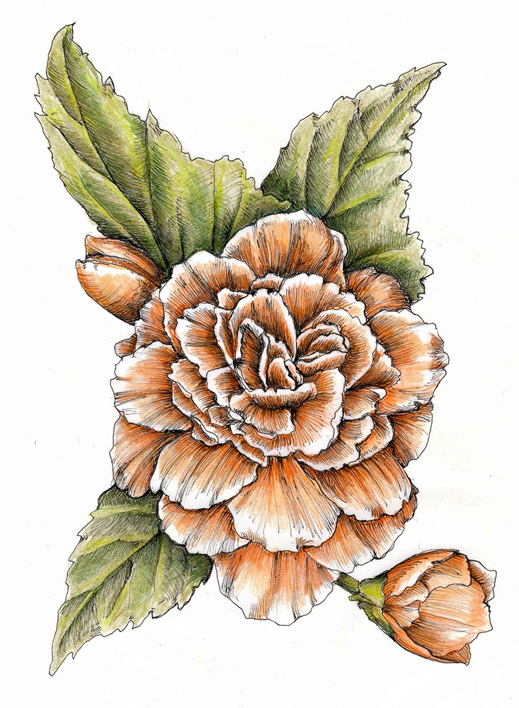 Begonia drawing by Ilga Jansons | Doodle Addicts