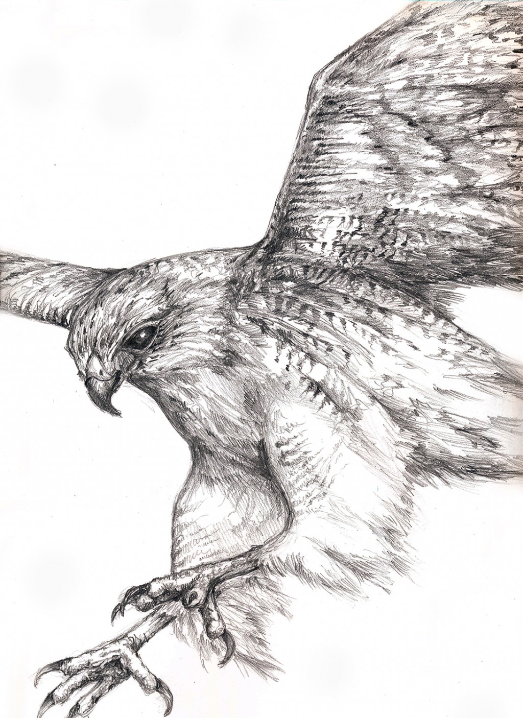 Variable Hawk drawing by Ilga Jansons | Doodle Addicts