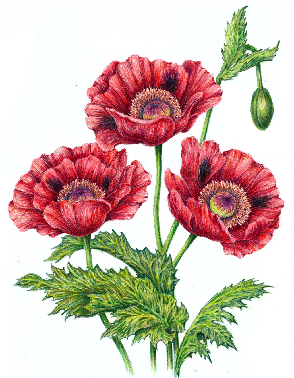 Oriental Poppy Drawing