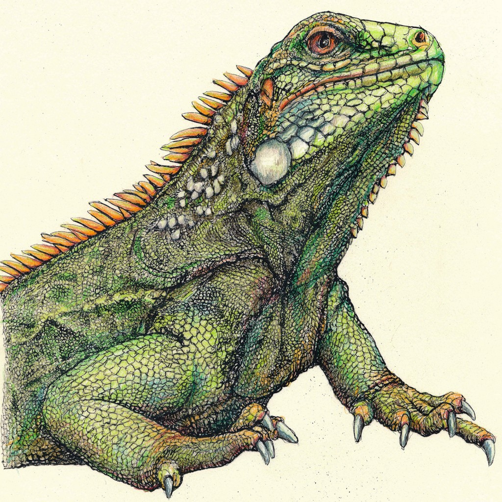 Iguana drawing by Ilga Jansons | Doodle Addicts