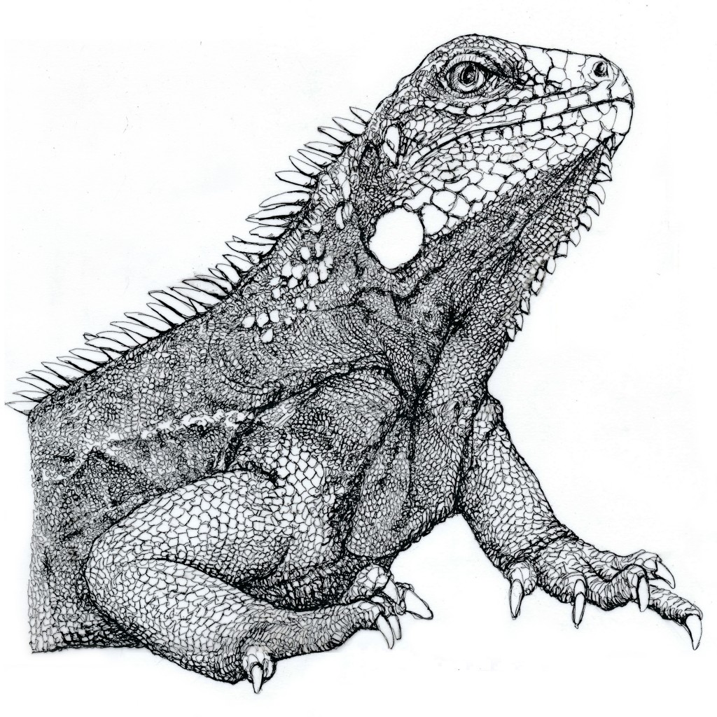 Iguana drawing by Ilga Jansons | Doodle Addicts
