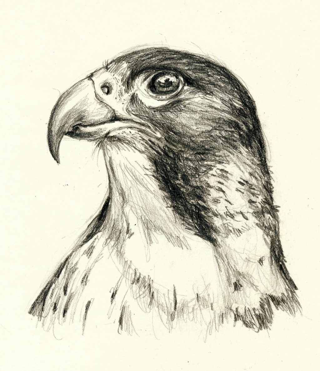 Peregrin Falcon drawing by Ilga Jansons | Doodle Addicts