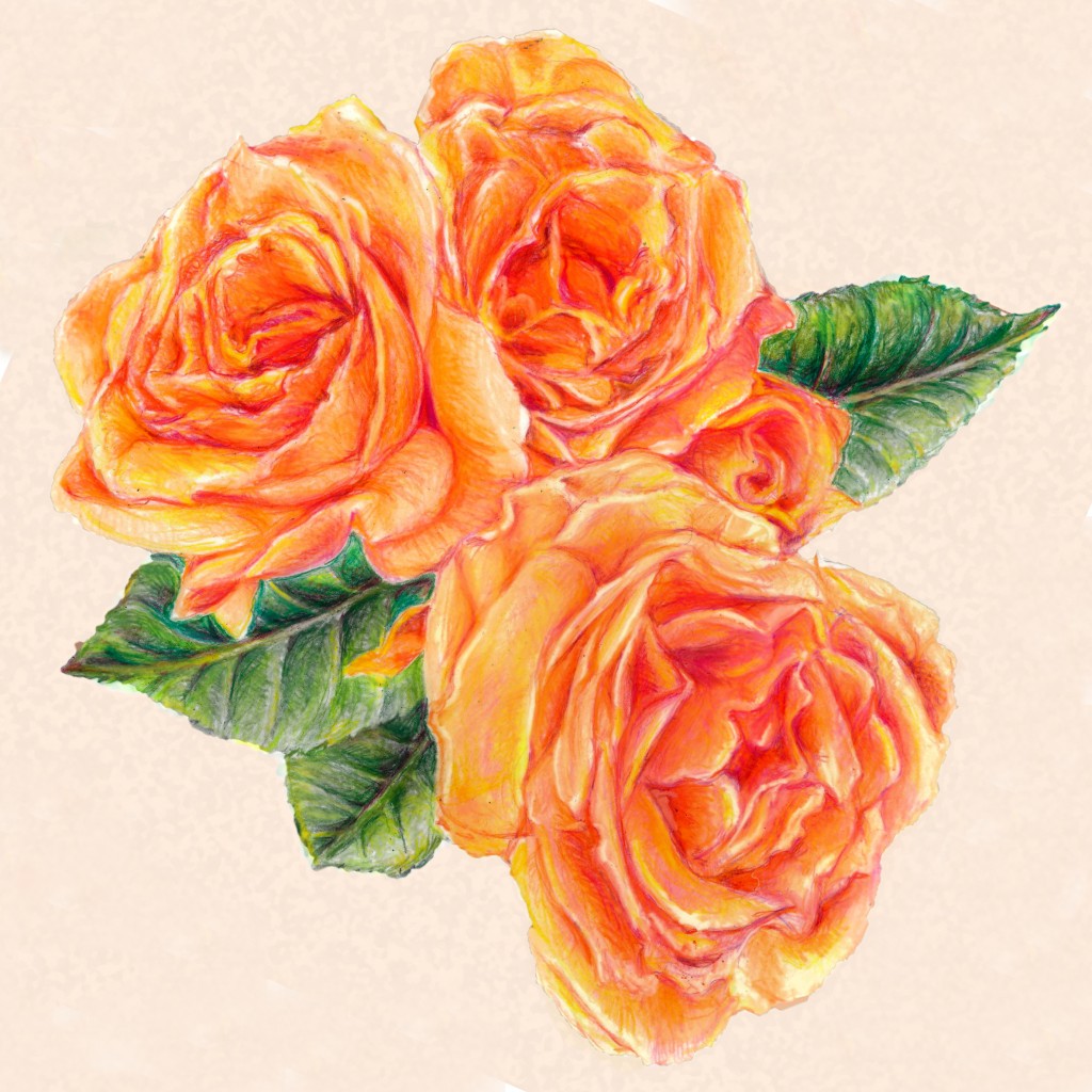 Colored pencil roses drawing by Ilga Jansons | Doodle Addicts