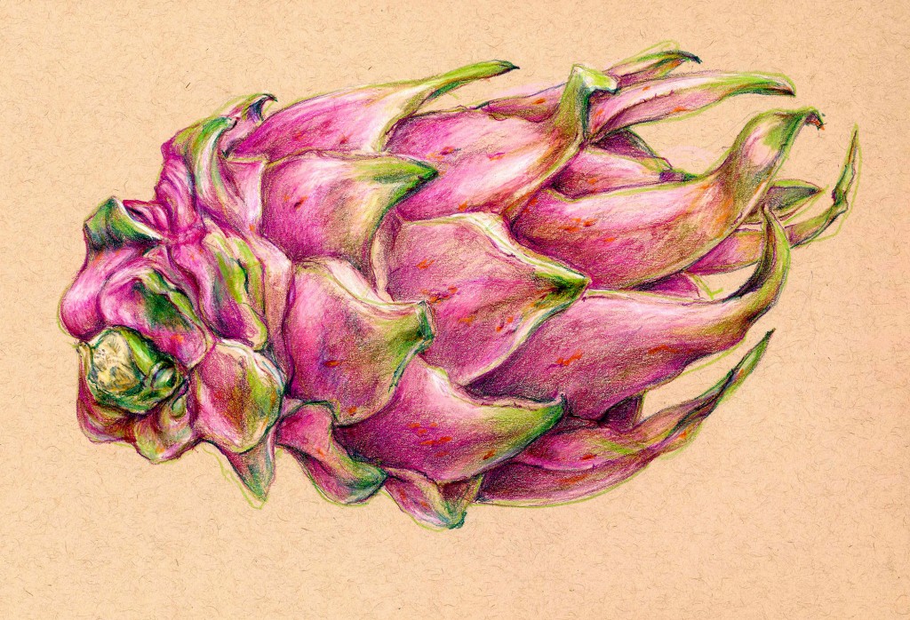 Dragon Fruit drawing by Ilga Jansons | Doodle Addicts
