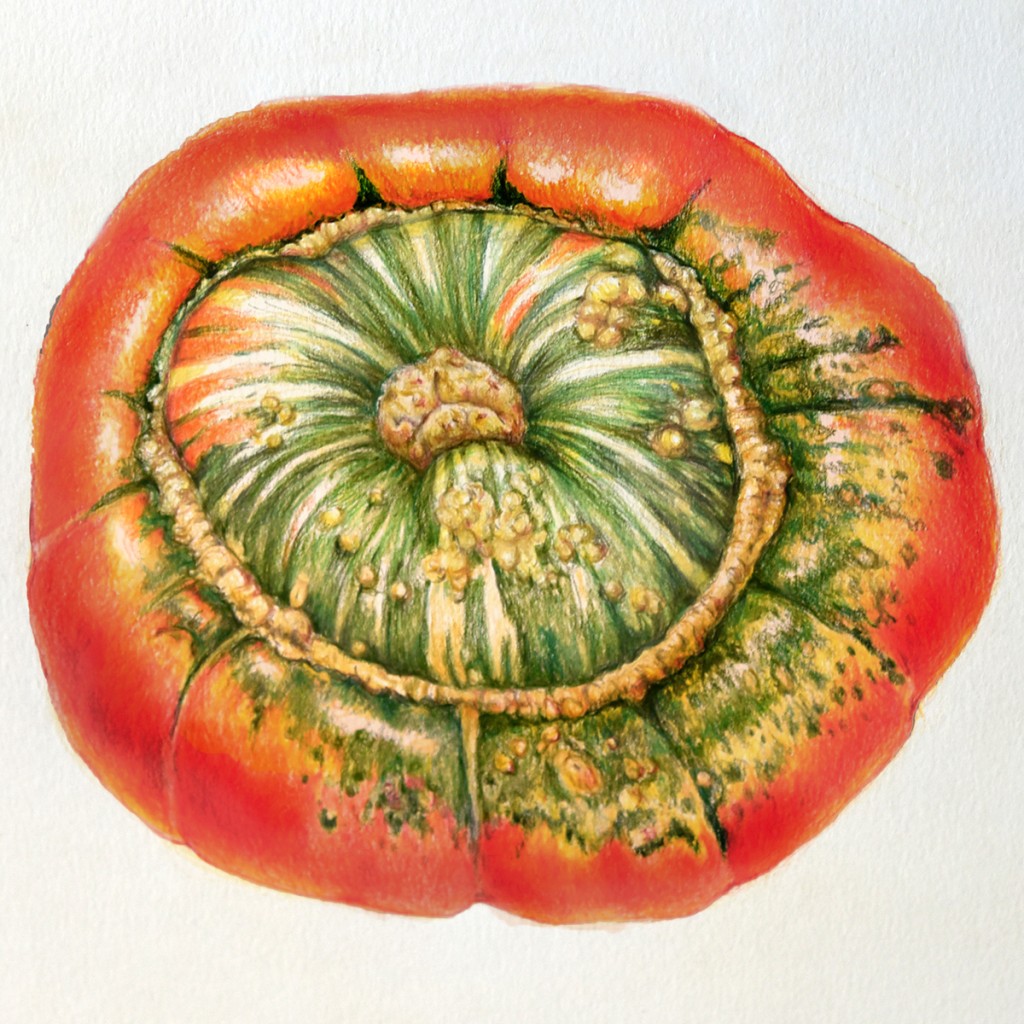Turban Squash drawing by Ilga Jansons | Doodle Addicts