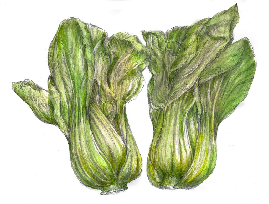 Bok Choy---Drawing Prompt "from the fridge" drawing by Ilga Jansons ...
