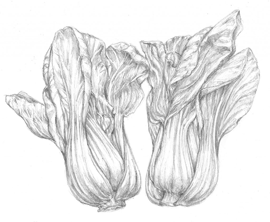 Bok Choy---Drawing Prompt "from the fridge" drawing by Ilga Jansons ...