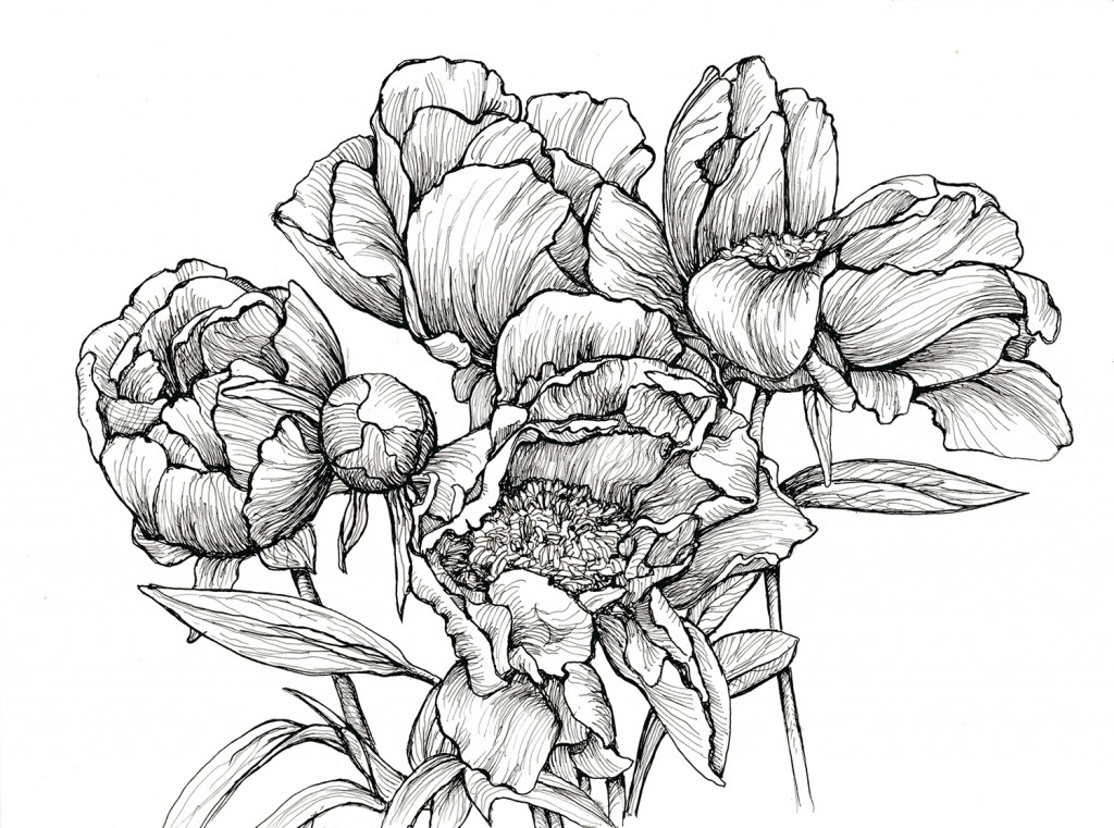 Peonies drawing by Ilga Jansons | Doodle Addicts
