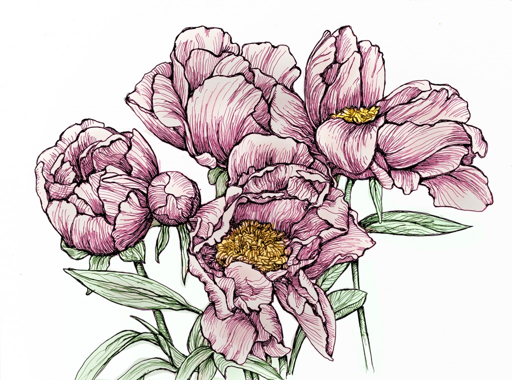 Peonies drawing by Ilga Jansons | Doodle Addicts