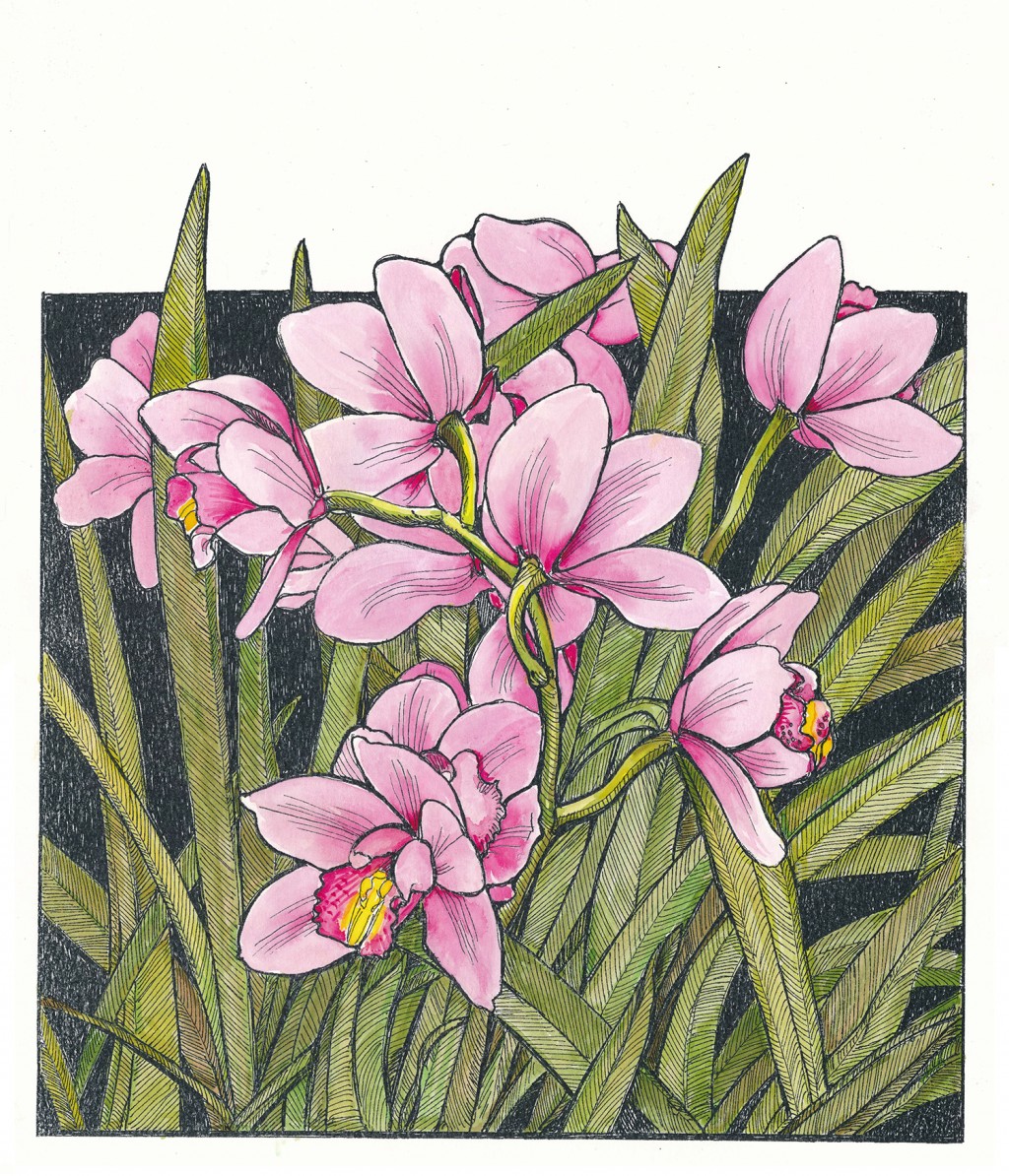 Cymbidium orchids drawing by Ilga Jansons | Doodle Addicts