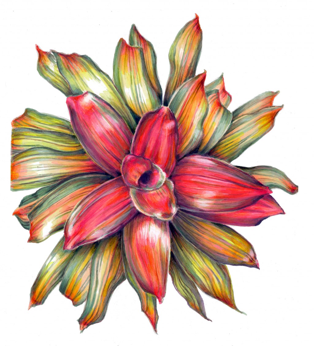 Bromeliad Regalia drawing by Ilga Jansons | Doodle Addicts