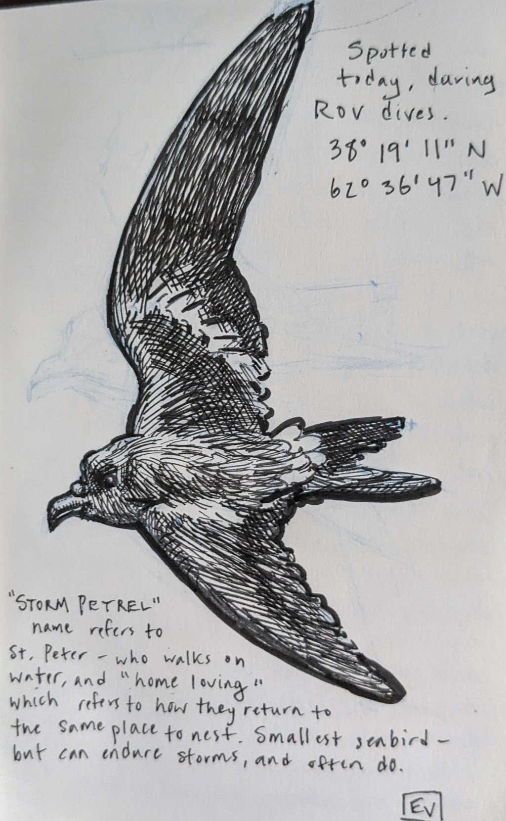 Storm Petrel drawing by Erich von Hasseln | Doodle Addicts