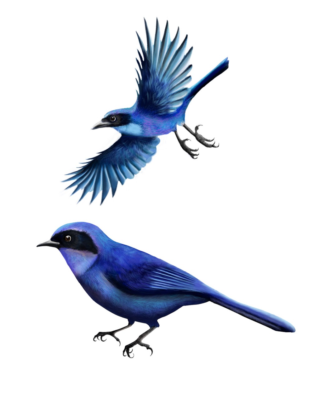 Dwarf Jay drawing by César Camilo Julián Caballero | Doodle Addicts