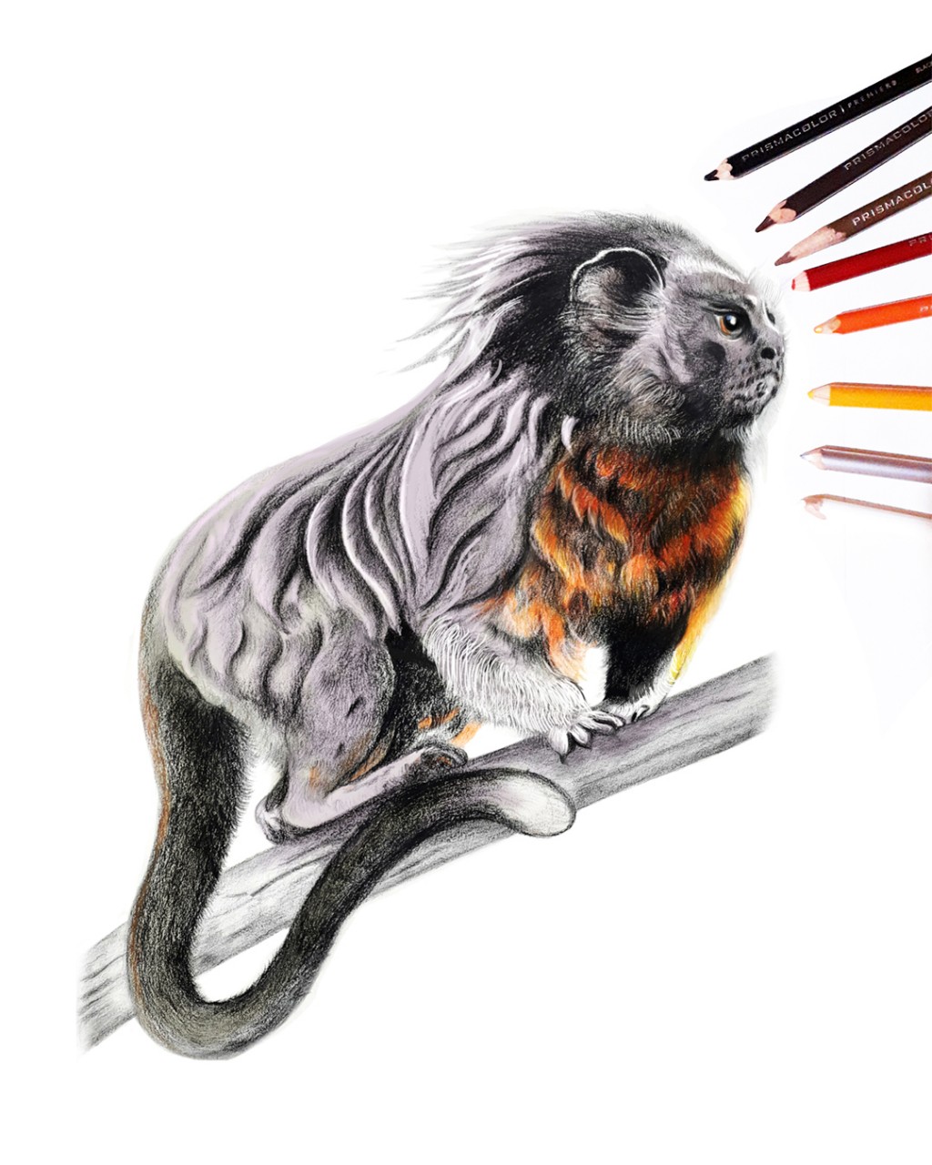 White-footed tamarin drawing by César Camilo Julián Caballero | Doodle ...