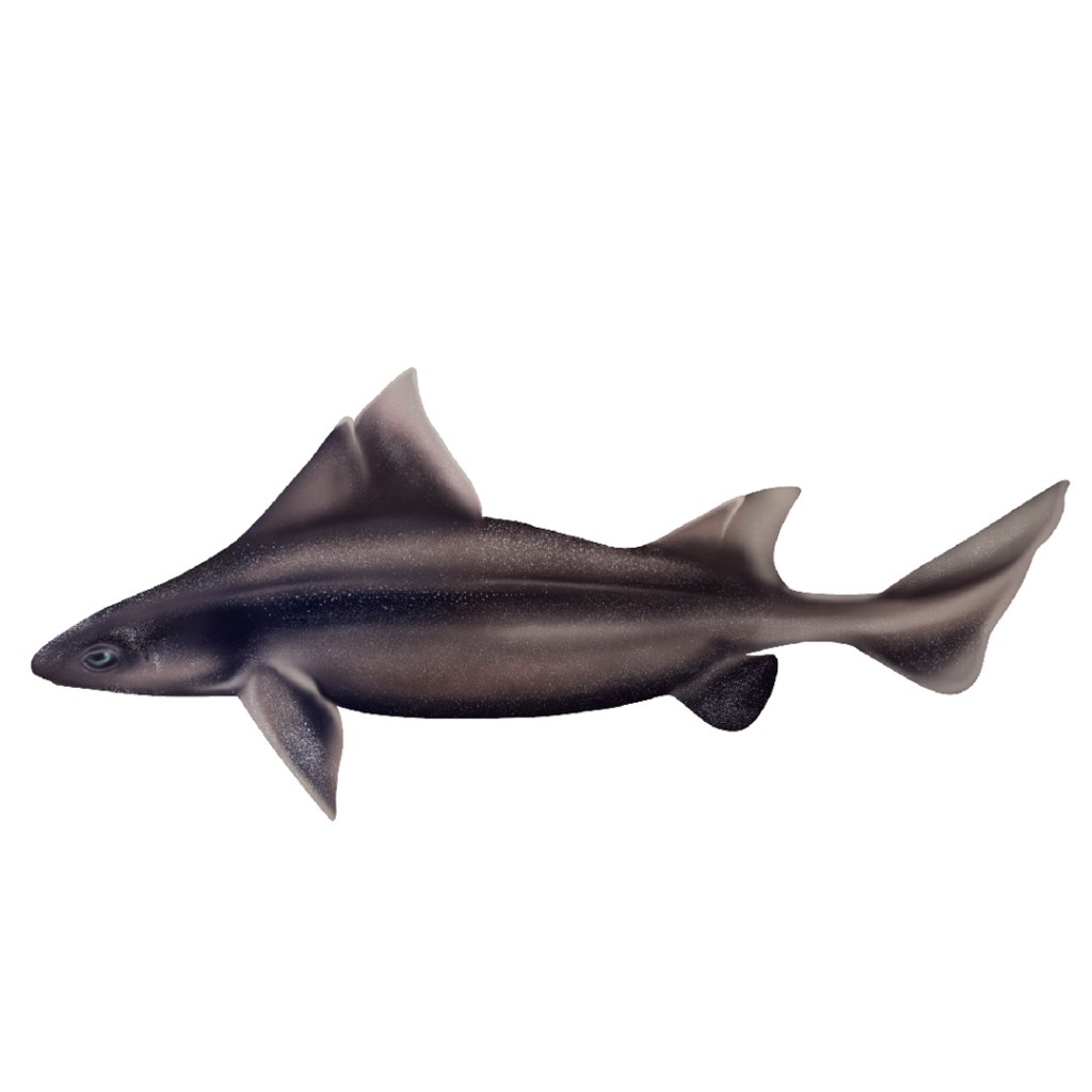 The angular roughshark drawing by César Camilo Julián Caballero ...