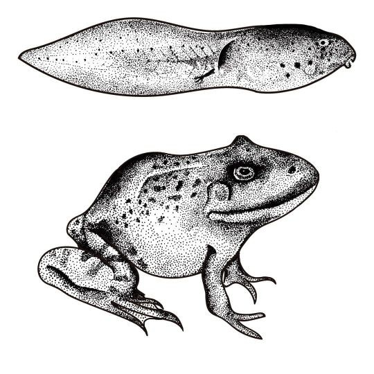 Bullfrog Illustration