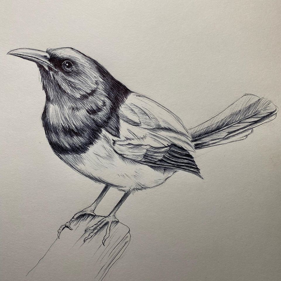 Magpie drawing by myra naito | Doodle Addicts