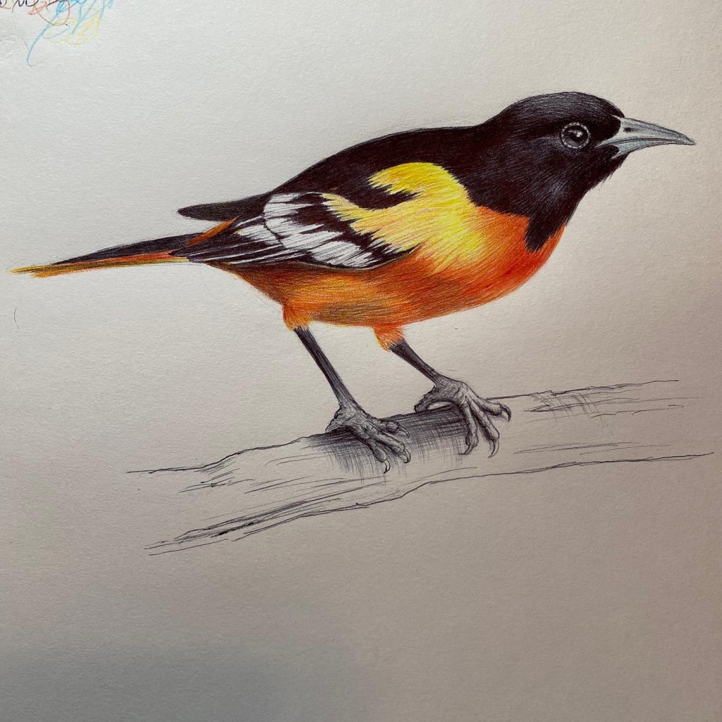 Oriole drawing by myra naito | Doodle Addicts