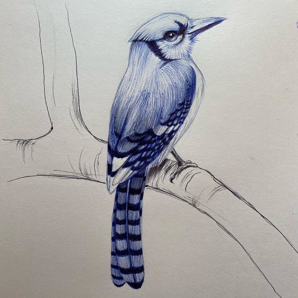 Bluejay drawing by myra naito | Doodle Addicts