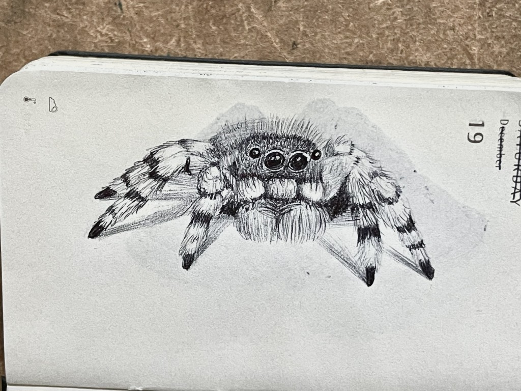 Jumping Spider drawing by myra naito | Doodle Addicts