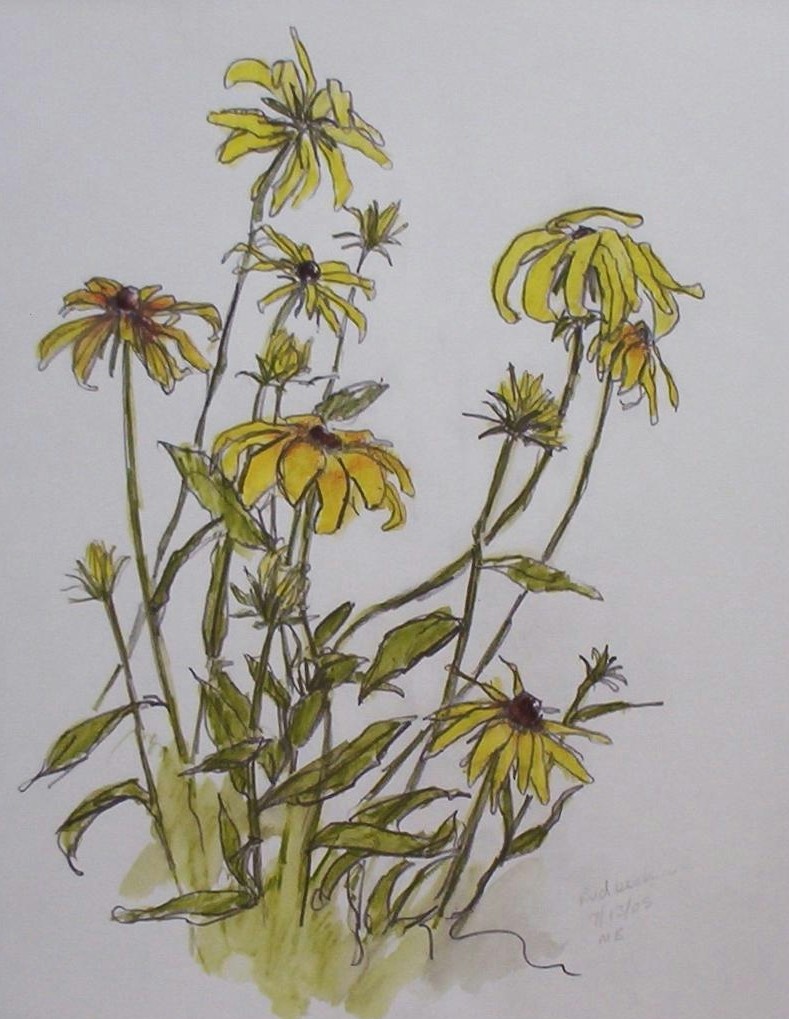 Rudbeckia drawing by Mary Heath B. | Doodle Addicts